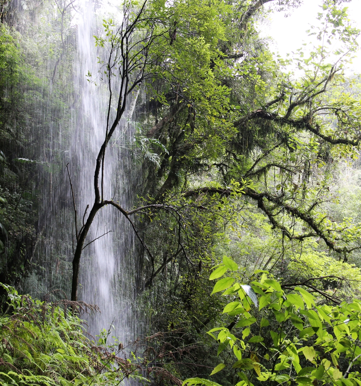 Investigation into certified Intact Forest Landscapes in Brazil | fsc.org